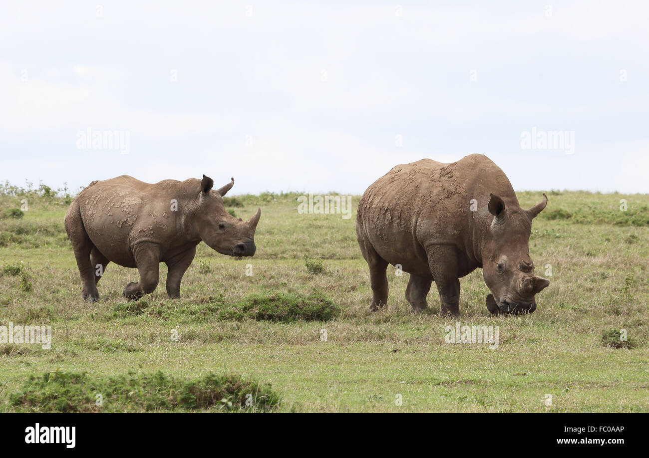 Two animals mammals hi-res stock photography and images - Alamy