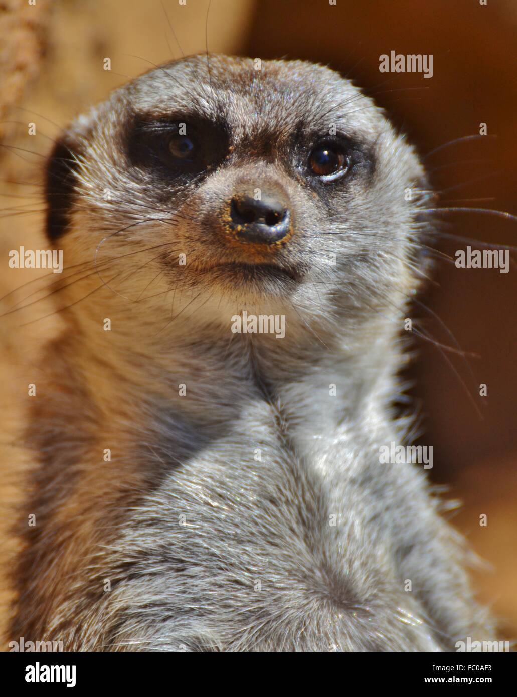 A meerkat/suricate (Suricata suricatta), native to Africa Stock Photo ...