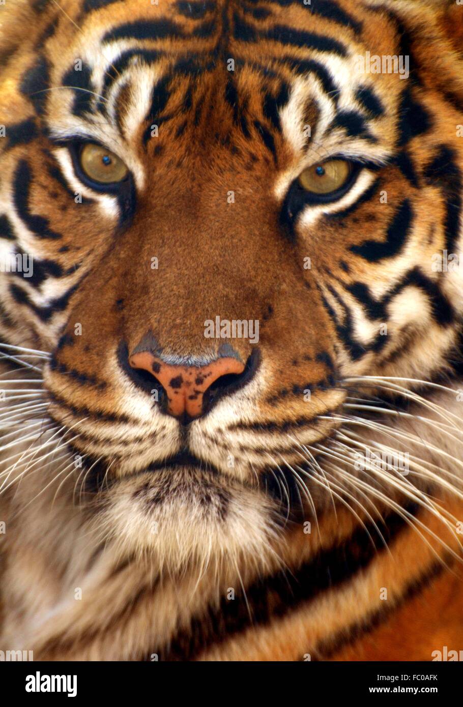 Tiger head shot hi-res stock photography and images - Alamy