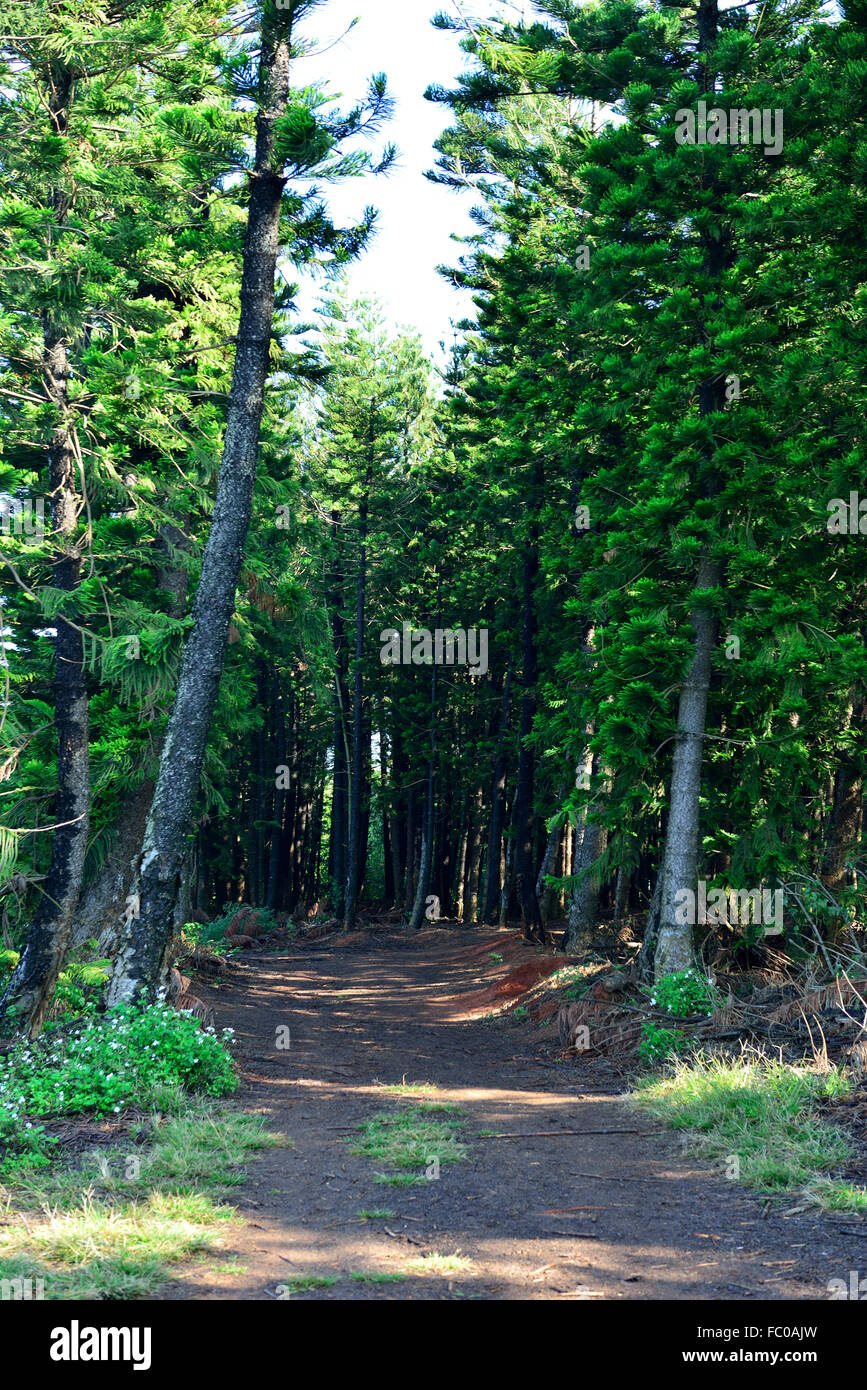 Walk to Forest Stock Photo - Alamy