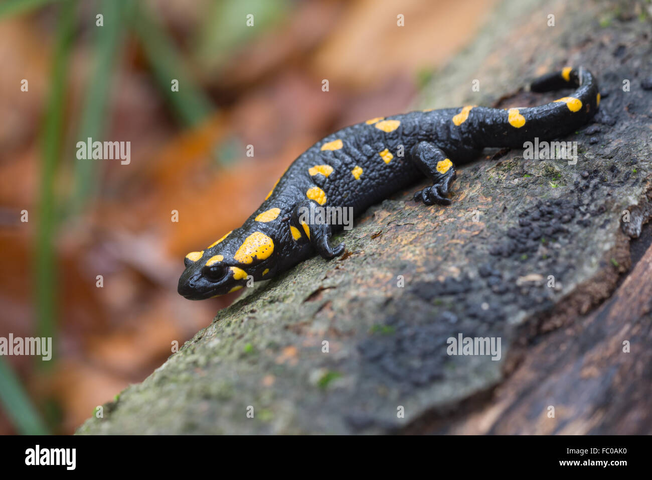 Salamander icon hi-res stock photography and images - Alamy