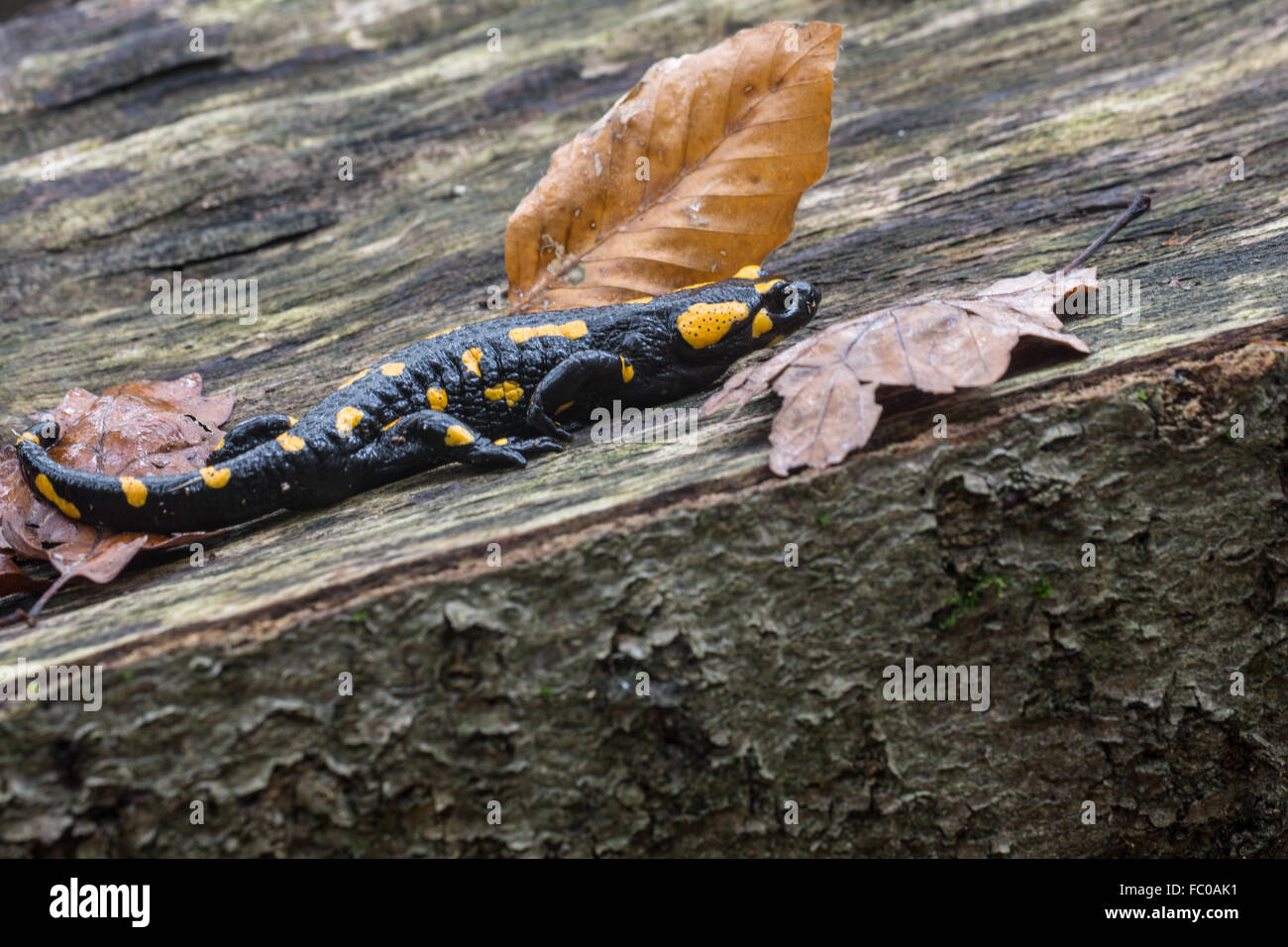 Salamander icon hi-res stock photography and images - Alamy