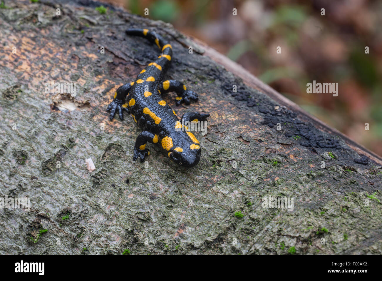 Fire salamander hi-res stock photography and images - Alamy