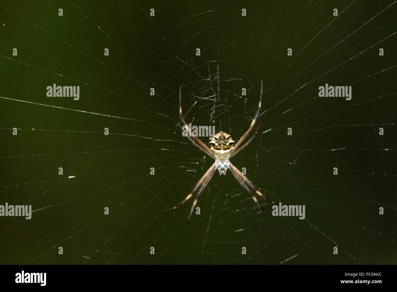 Silver argiope hi-res stock photography and images - Alamy