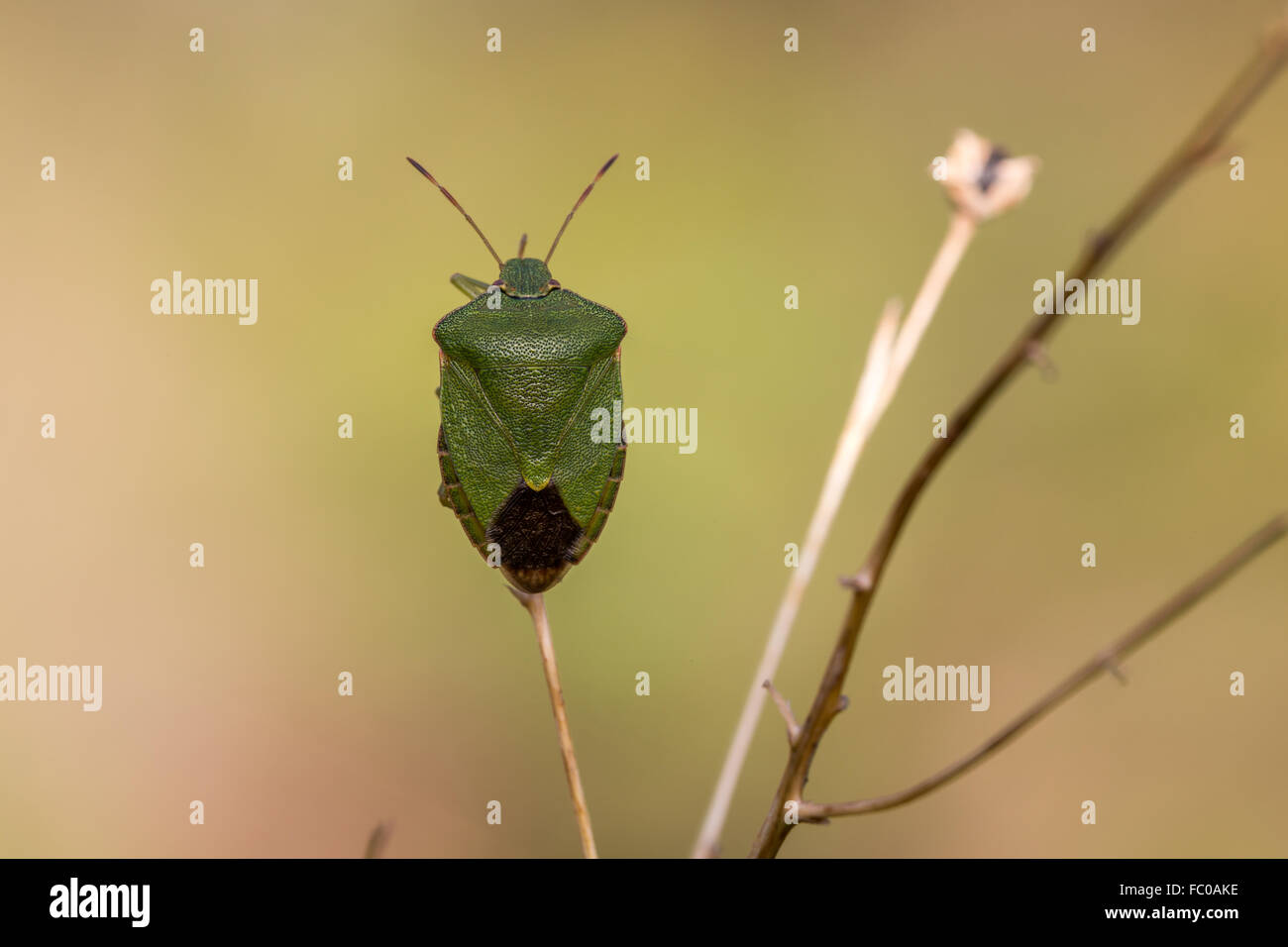 Green shield bug Stock Photo - Alamy
