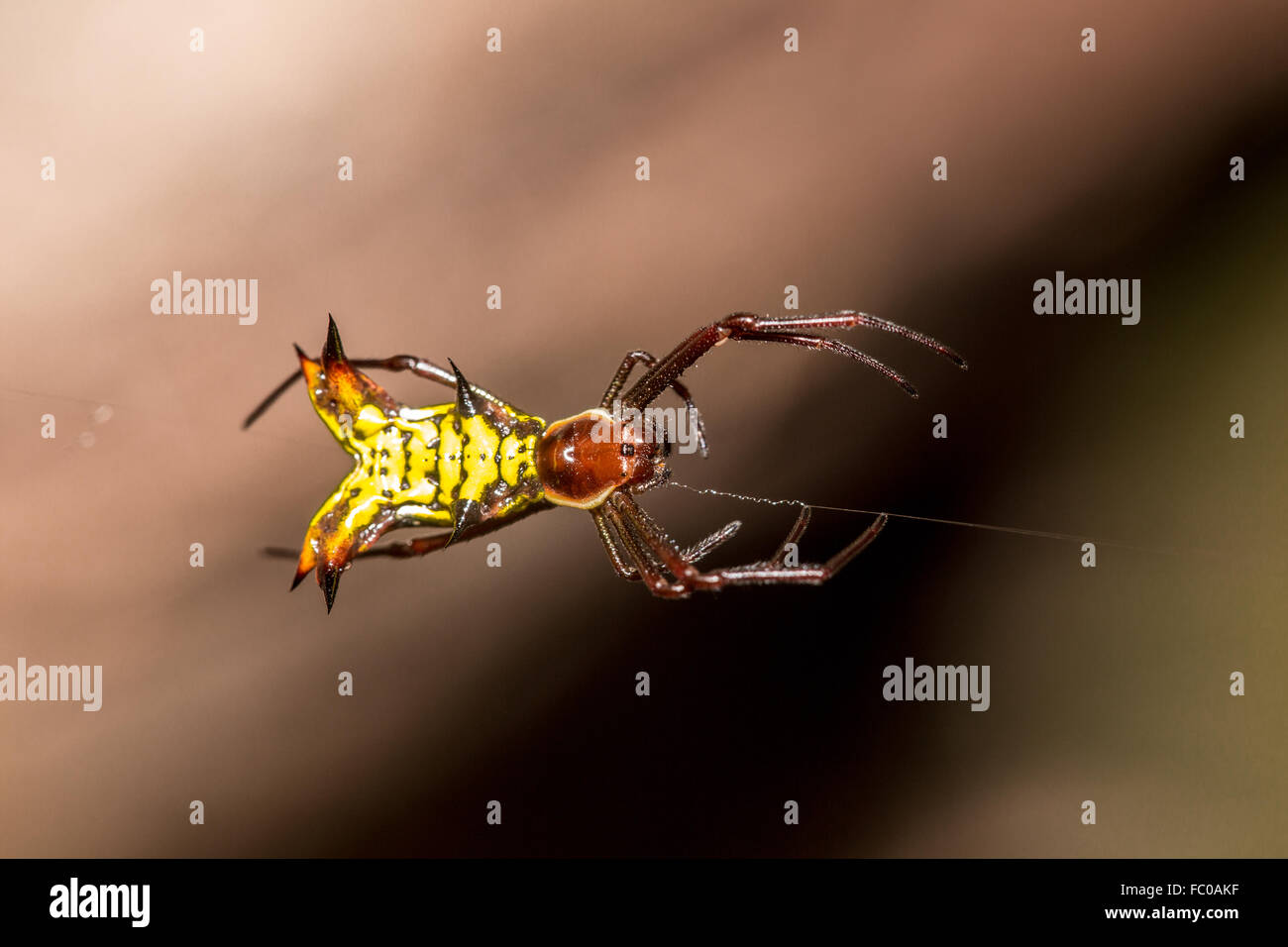 Arrow shaped micrathena hi-res stock photography and images - Alamy