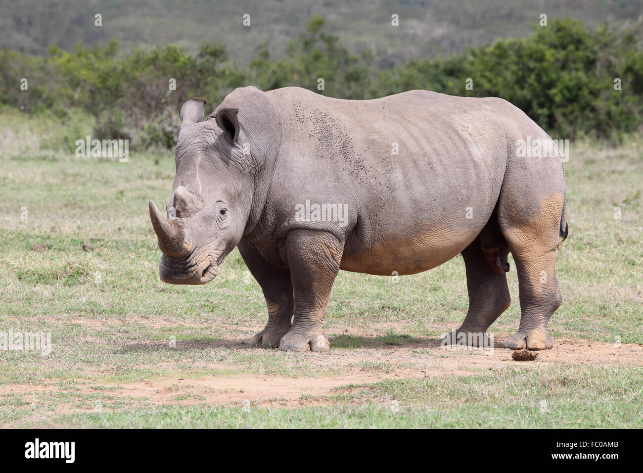 Big and heavy animals hi-res stock photography and images - Alamy