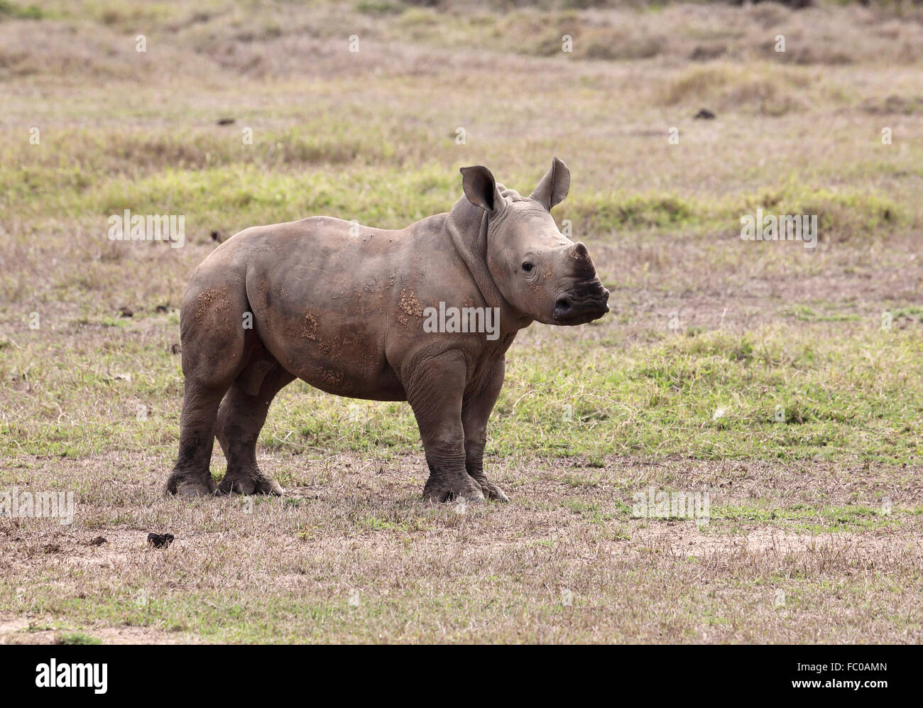 Rhino baby rhino hi-res stock photography and images - Alamy