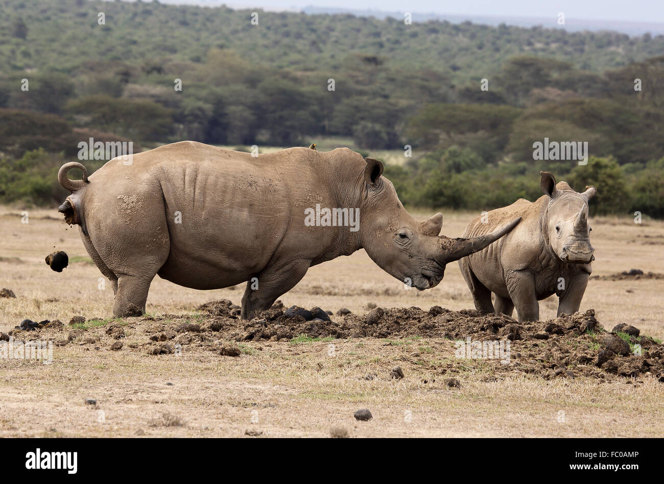 Family of rhinos hi-res stock photography and images - Alamy