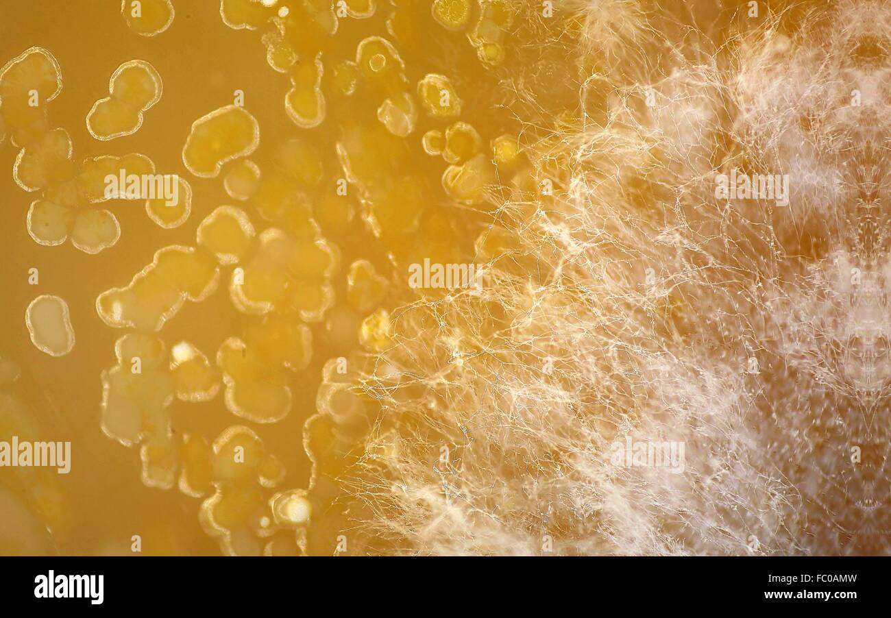 Mold fungi hi-res stock photography and images - Alamy