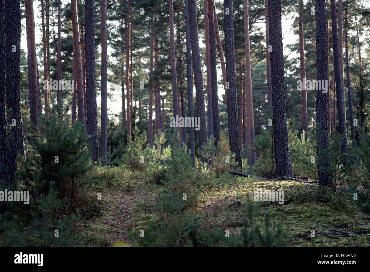 Inside forest hi-res stock photography and images - Alamy
