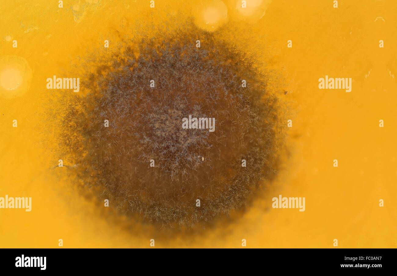 Mold hi-res stock photography and images - Alamy