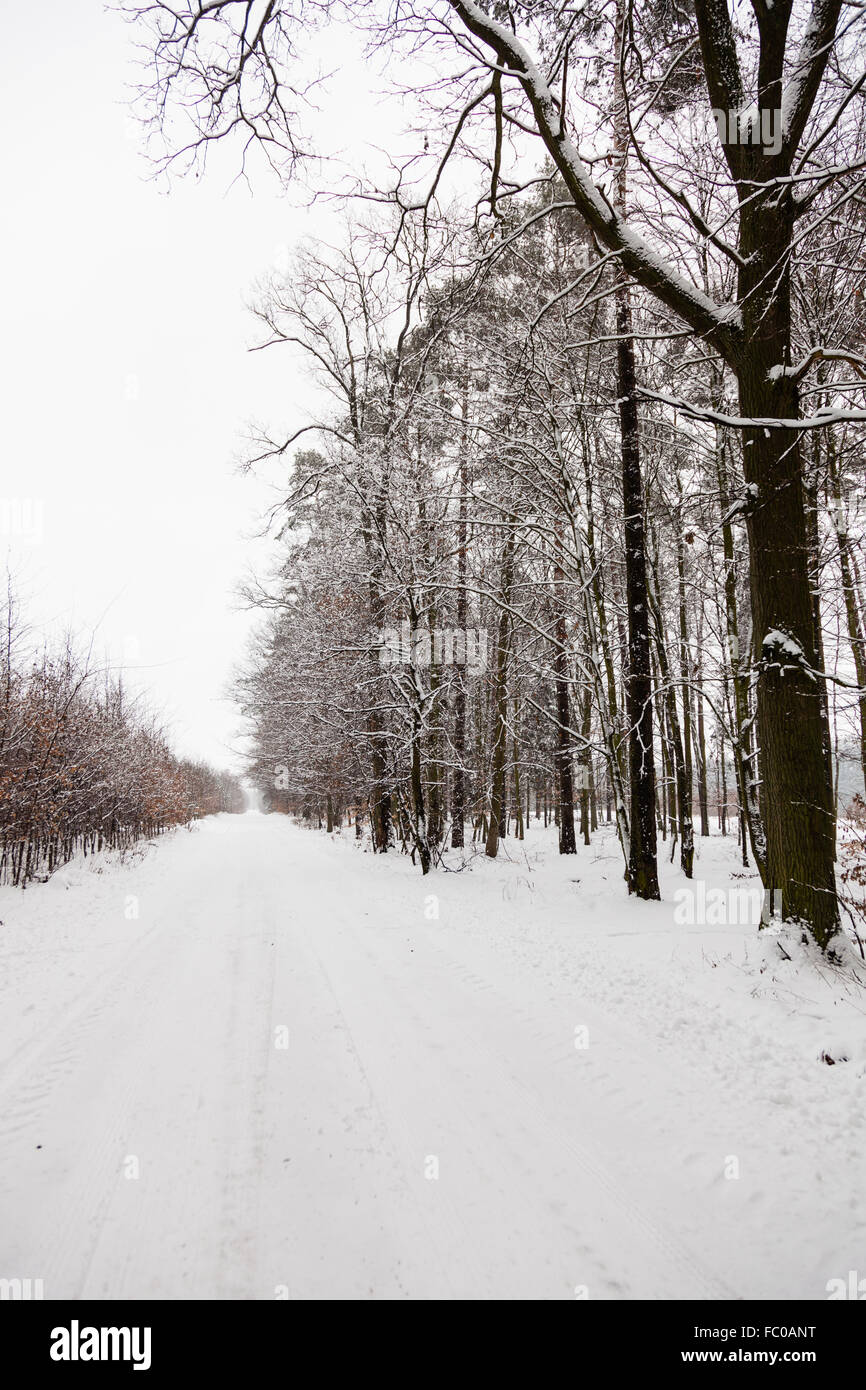 Snow alley road in winter forest Stock Photo - Alamy