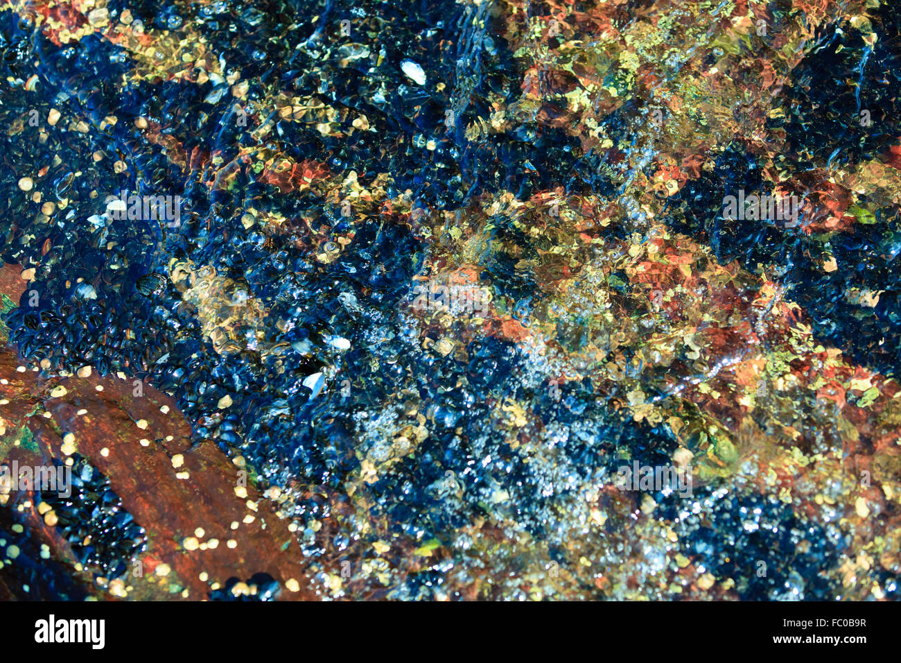 Abstract background. Shells in water Stock Photo - Alamy