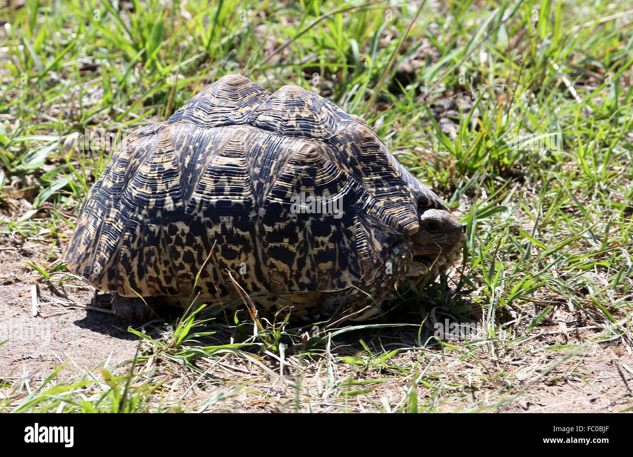 Turtle in Africa Stock Photo - Alamy