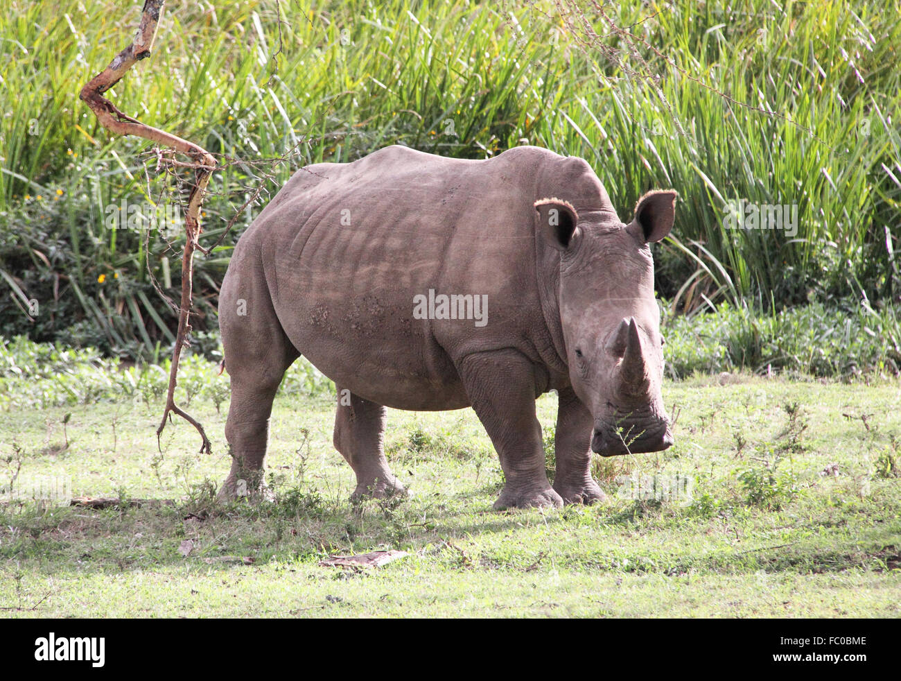 big white rhino Stock Photo - Alamy