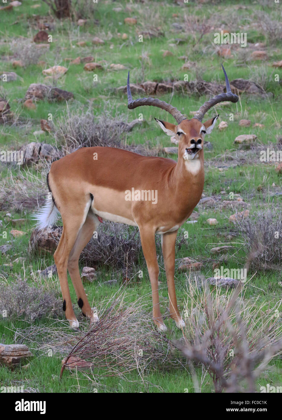 Antelope in Africa Stock Photo - Alamy