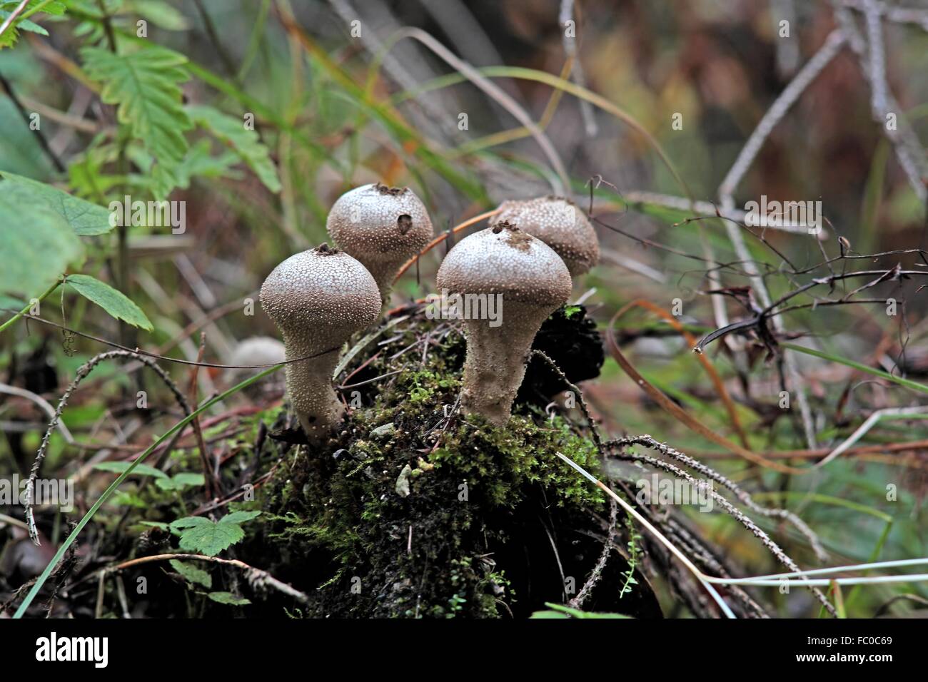 Puffball hi-res stock photography and images - Alamy