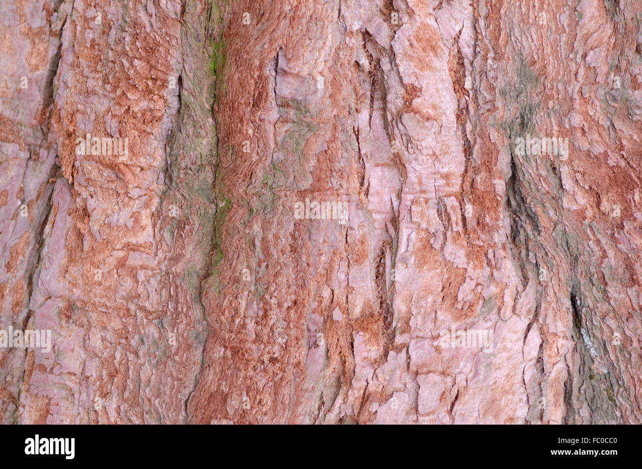 Mammut tree texture Stock Photo - Alamy