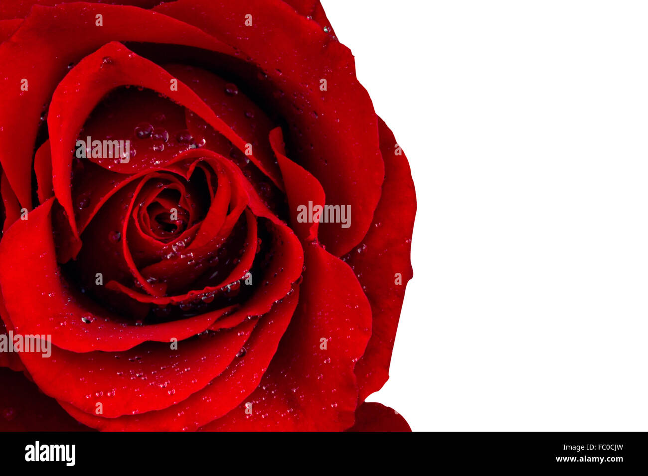 Red rose blossom Stock Photo - Alamy