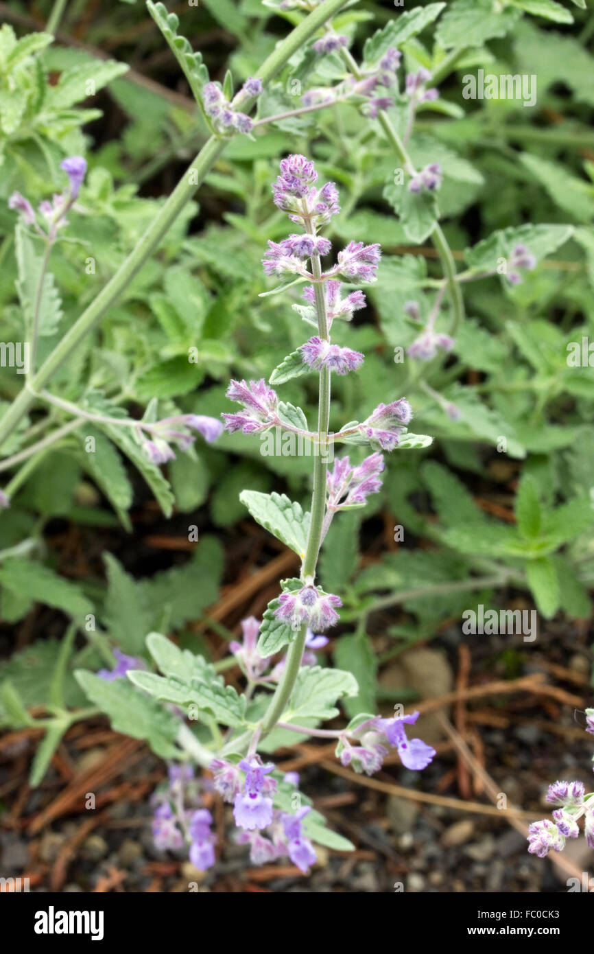 Catmint leaves hi-res stock photography and images - Alamy