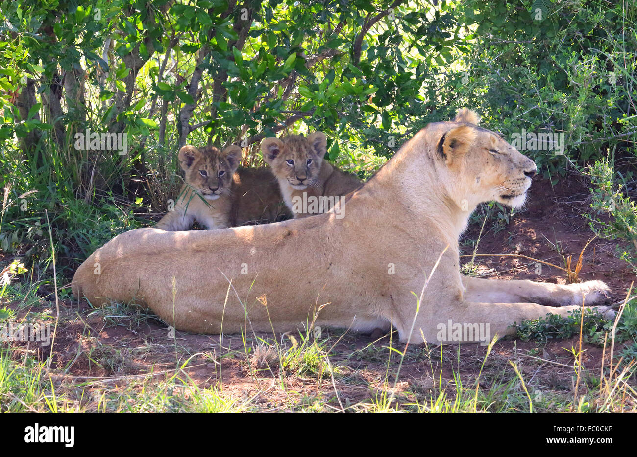 The lion and the child hi-res stock photography and images - Alamy