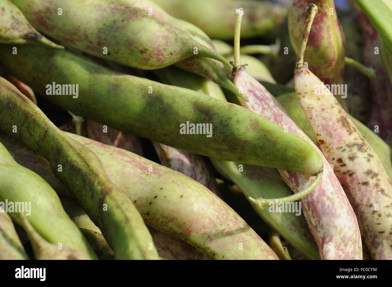 Pop Bean High Resolution Stock Photography and Images - Alamy