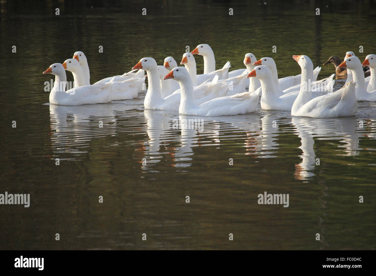 Domestic goose hi-res stock photography and images - Alamy