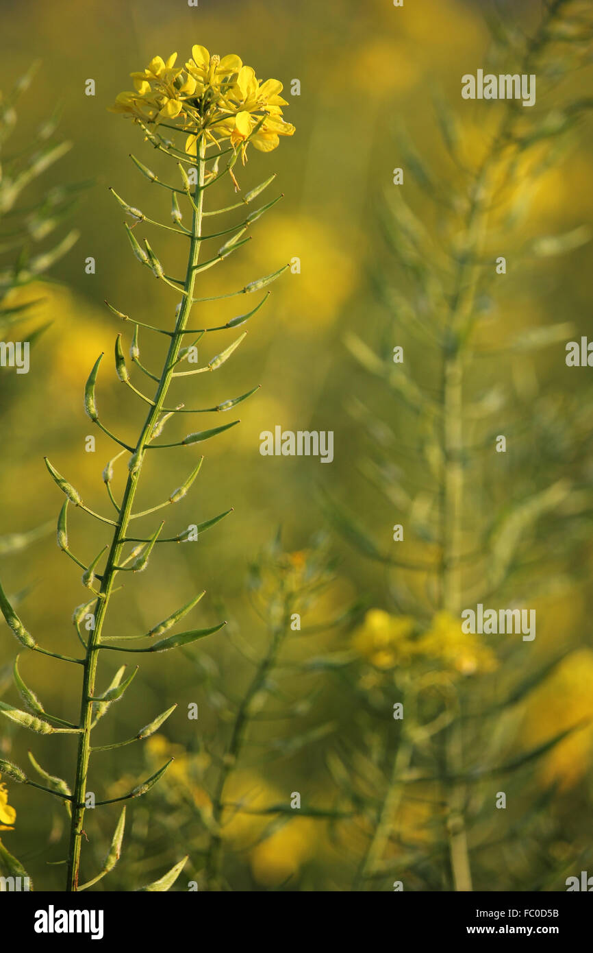 White mustard hi-res stock photography and images - Alamy