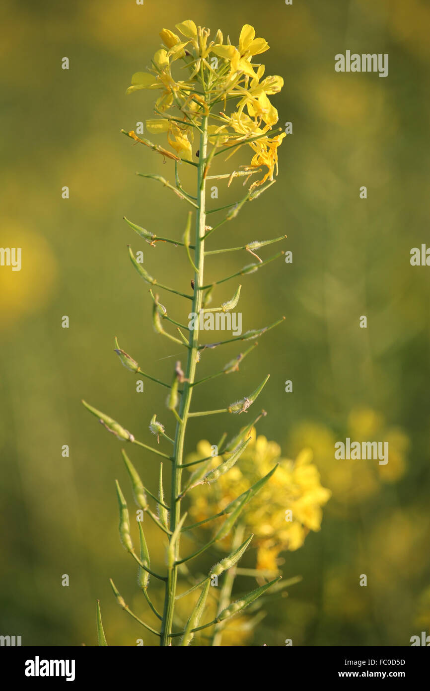 White mustard hi-res stock photography and images - Alamy