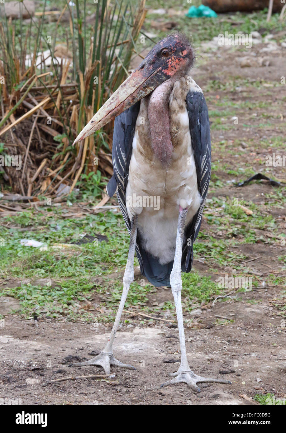 Marabou Stock Photos & Marabou Stock Images - Alamy