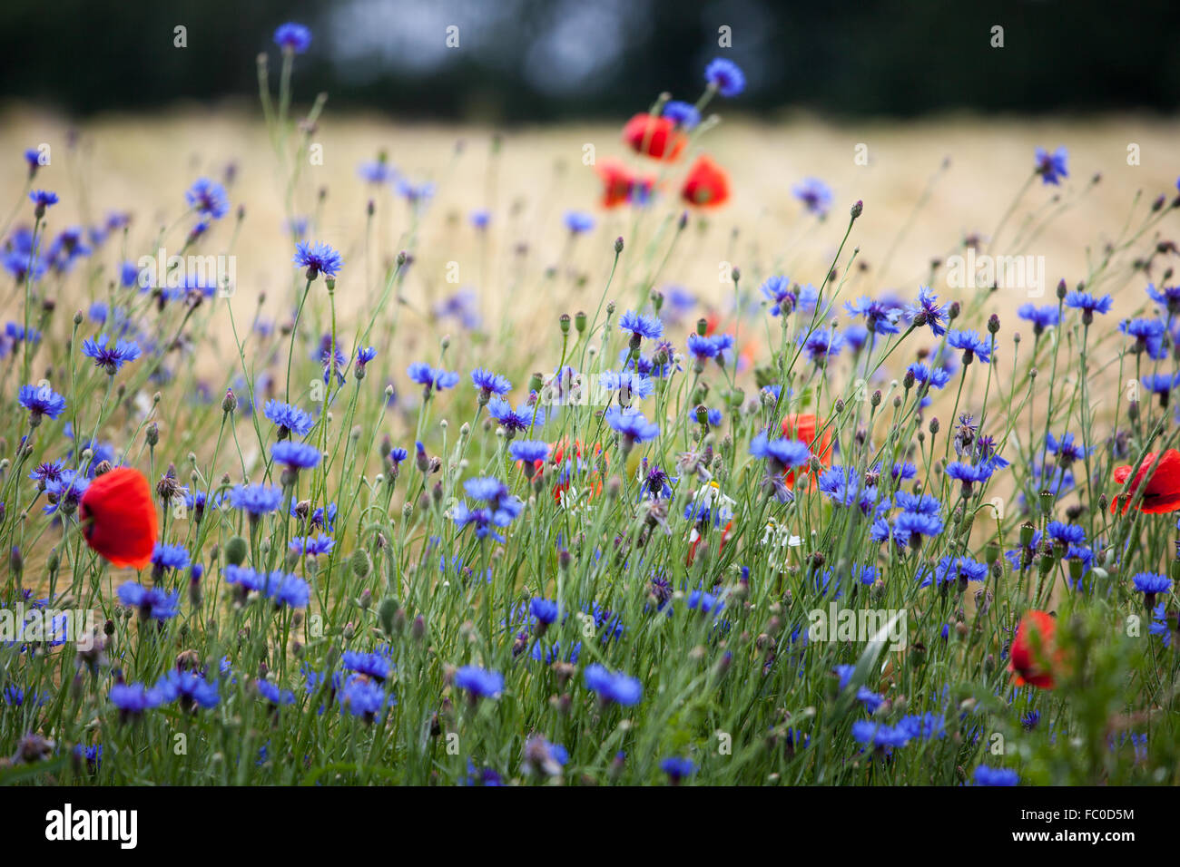 Korn Flower Stock Photos & Korn Flower Stock Images - Alamy