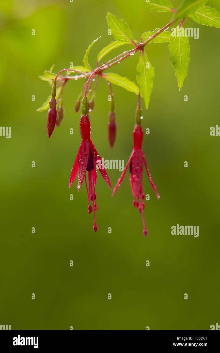 Fuchsia magellanica gracilis hi-res stock photography and images - Alamy
