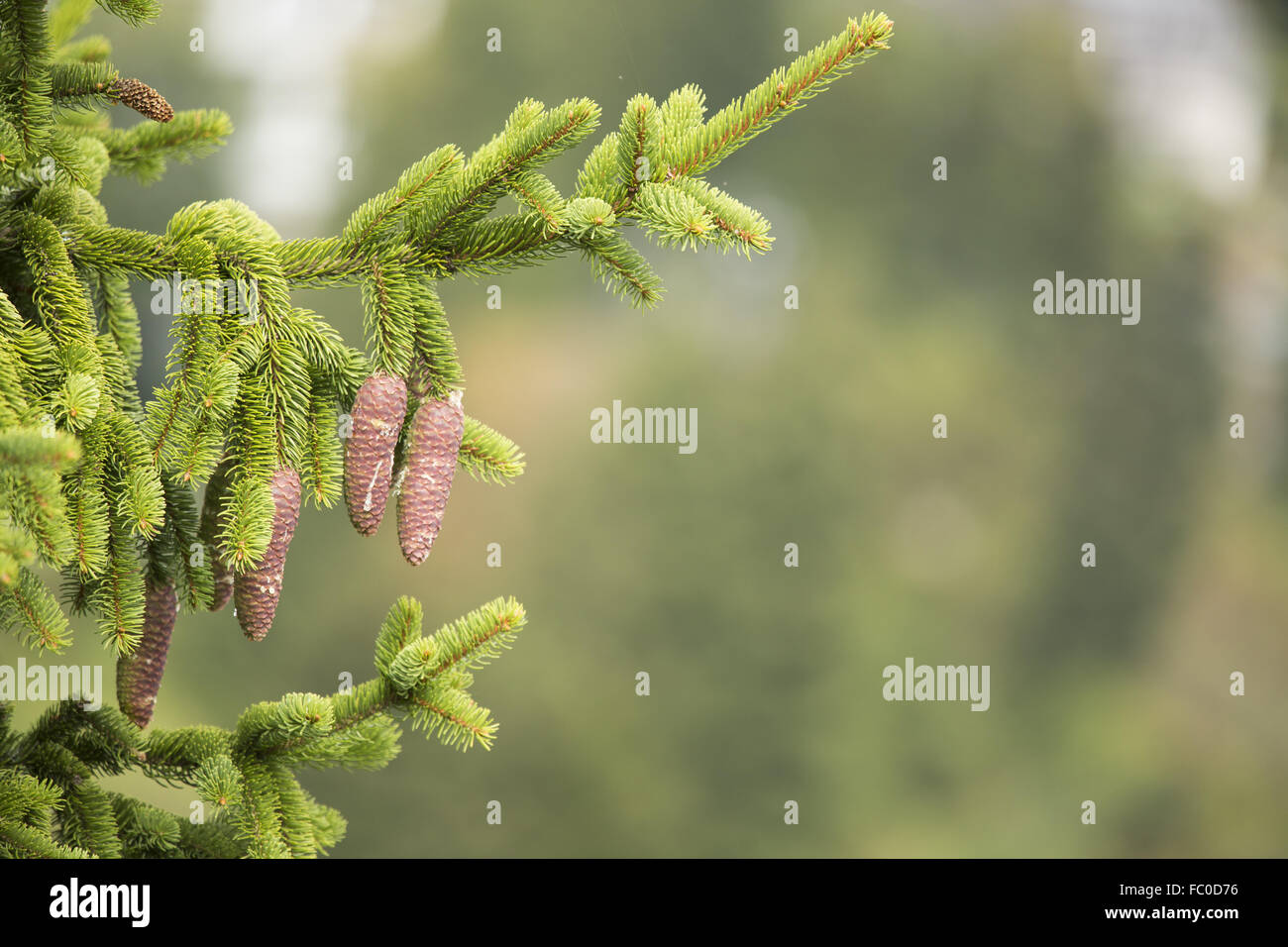 Picea abies hi-res stock photography and images - Alamy