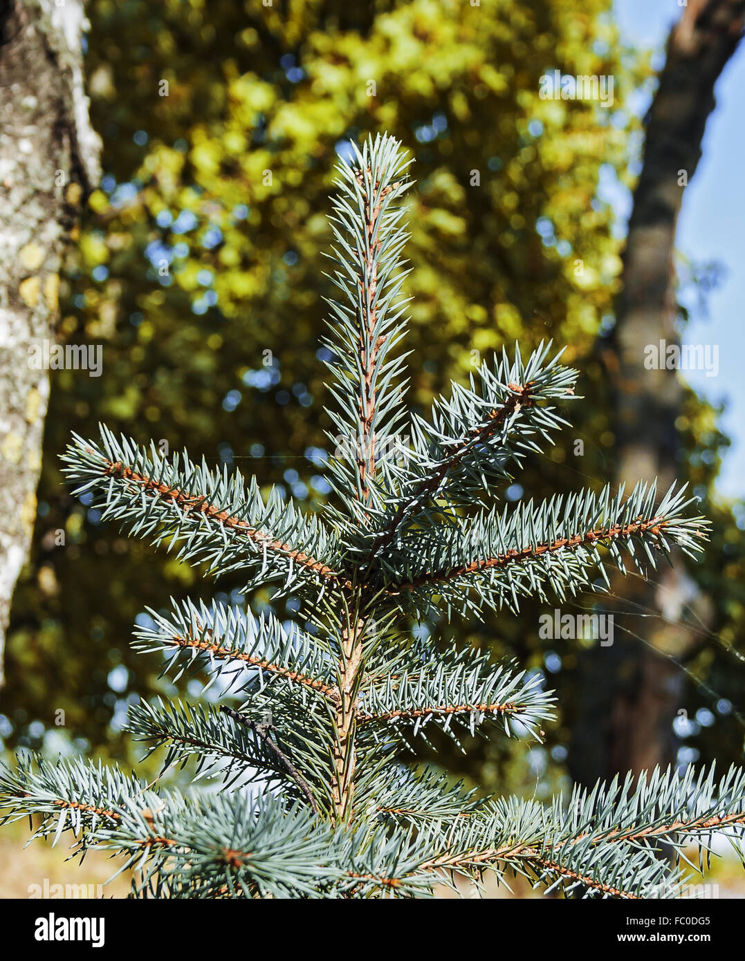 The top of the tree Stock Photo - Alamy