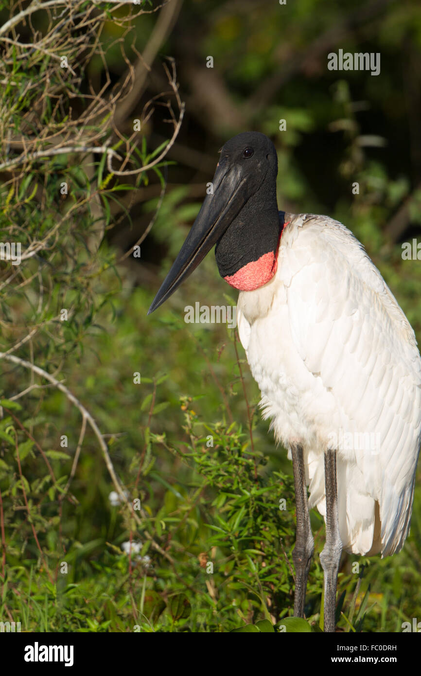 Jabiru hi-res stock photography and images - Alamy