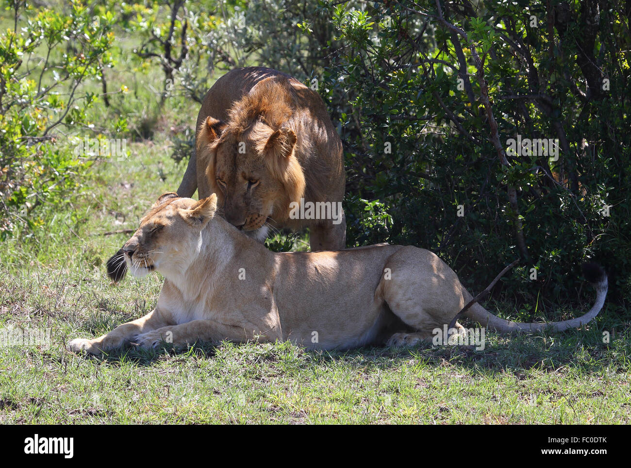 Lion couple hi-res stock photography and images - Alamy