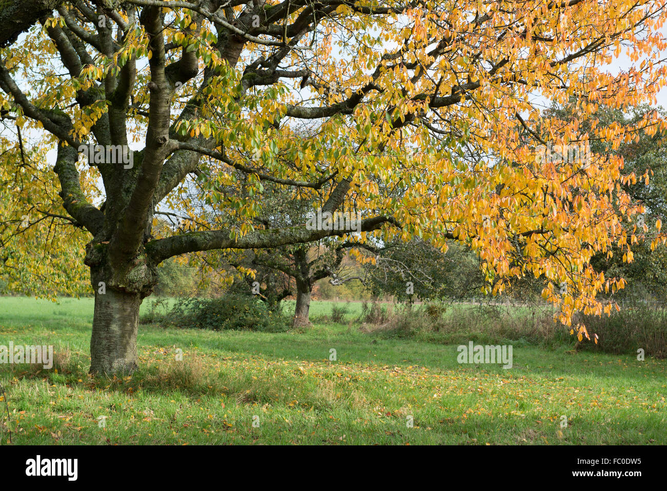 Cherry Tree in Autumn Stock Photo - Alamy
