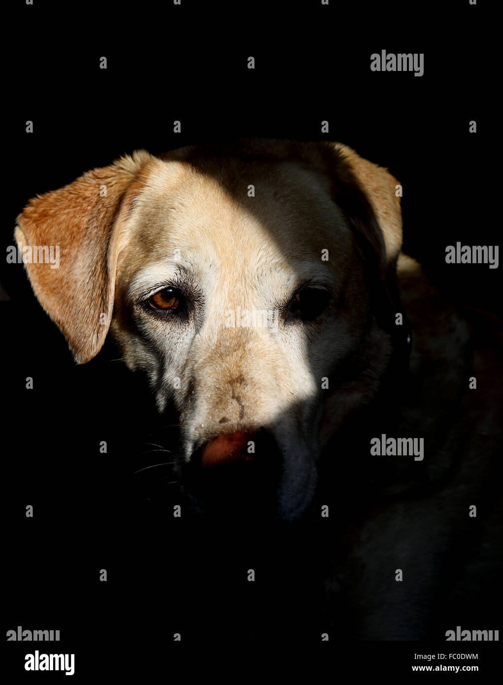 Blond labrador hi-res stock photography and images - Alamy