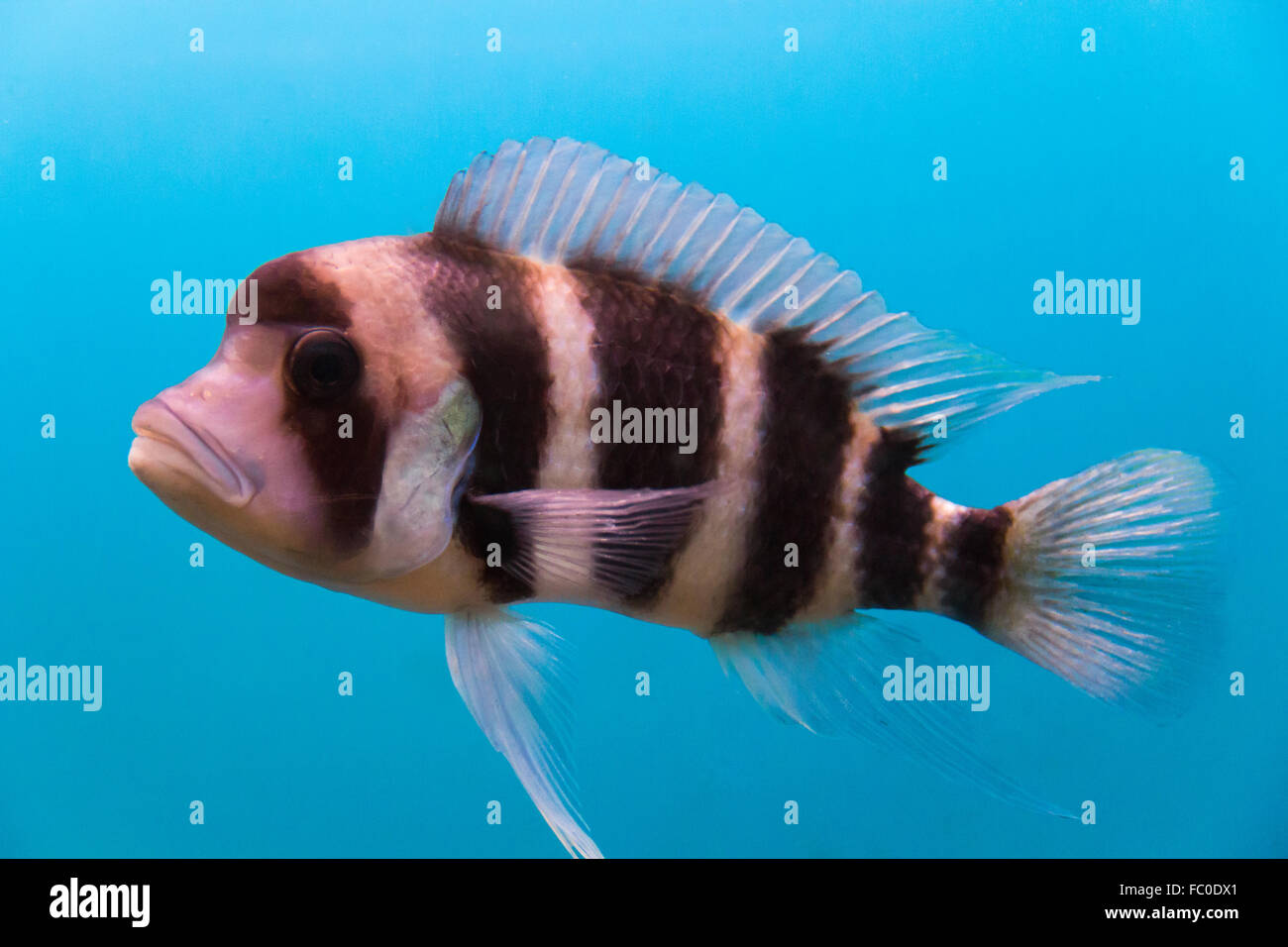 Frontosa hi-res stock photography and images - Alamy