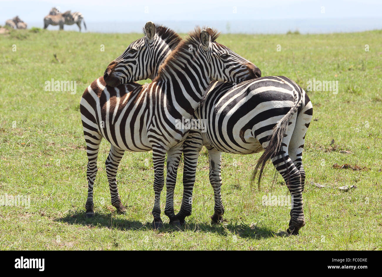 Tansania zebra hi-res stock photography and images - Alamy