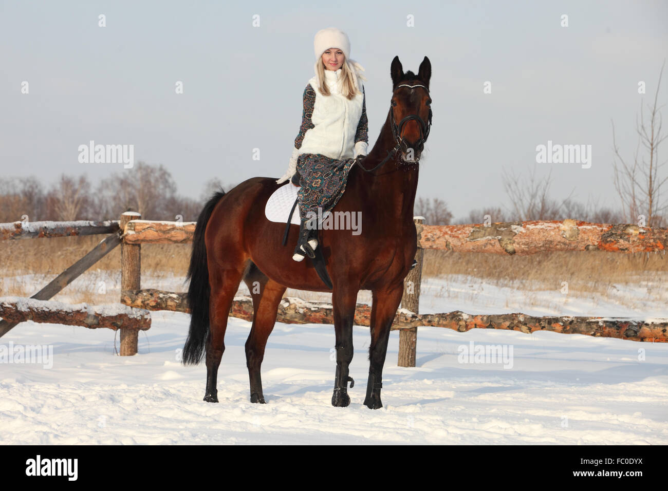 Equestrian riding horse on a field in winter, in the background a ...