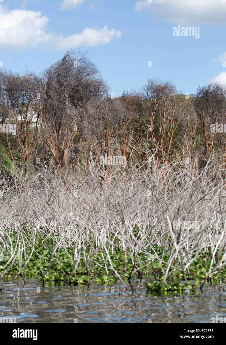 dry bushes at a lake Stock Photo - Alamy