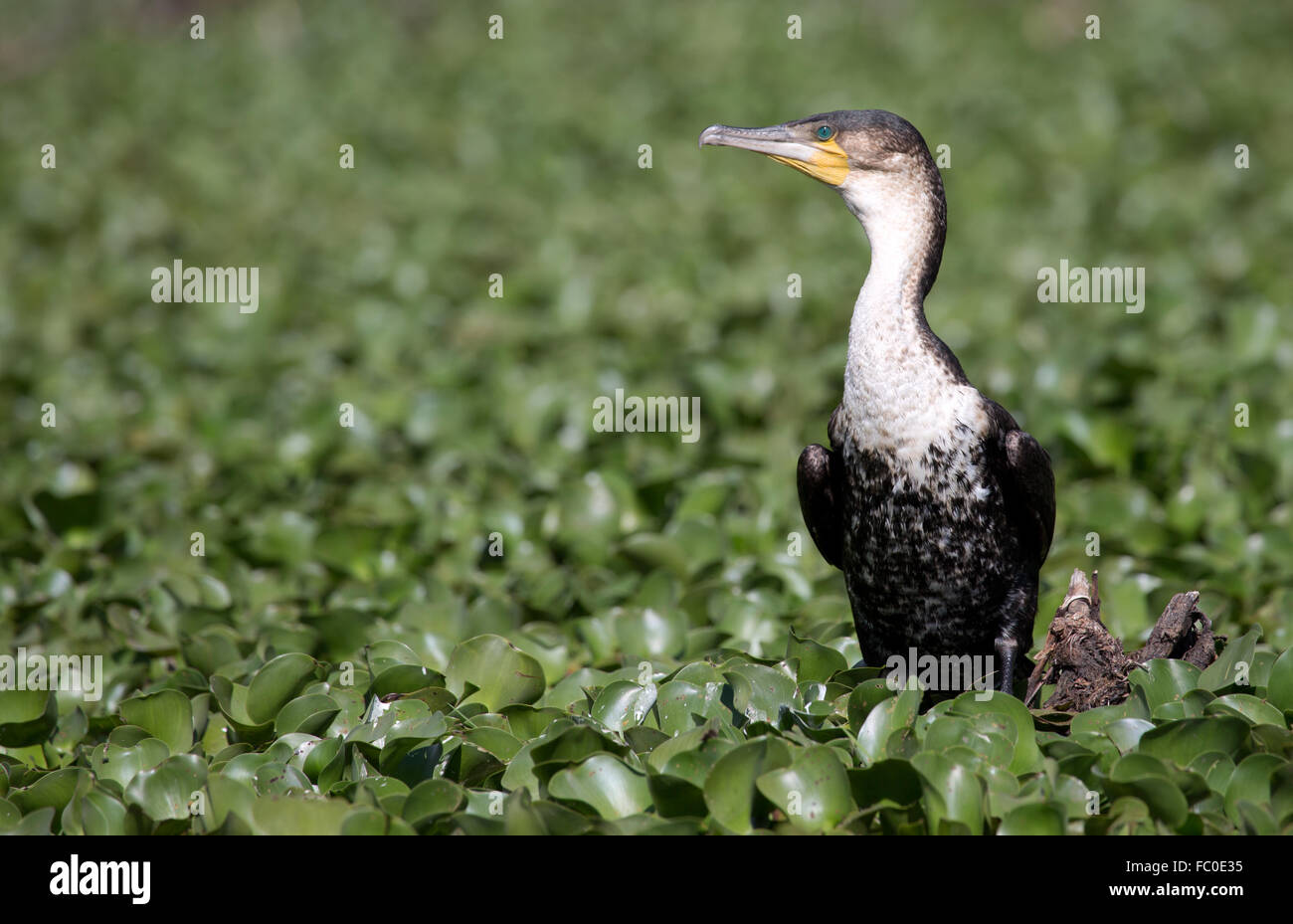 bird at a lake Stock Photo - Alamy