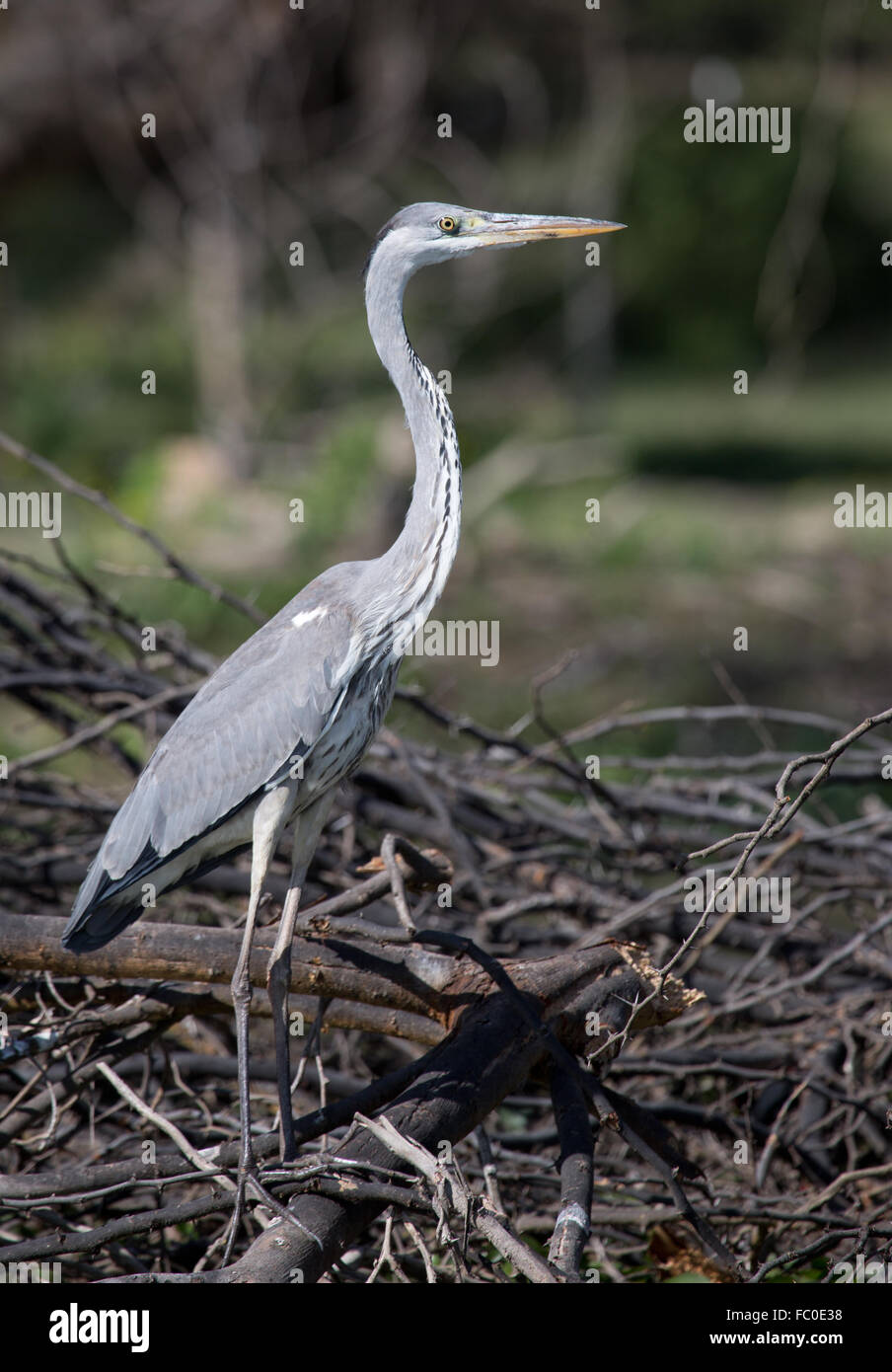 bird at a lake Stock Photo - Alamy