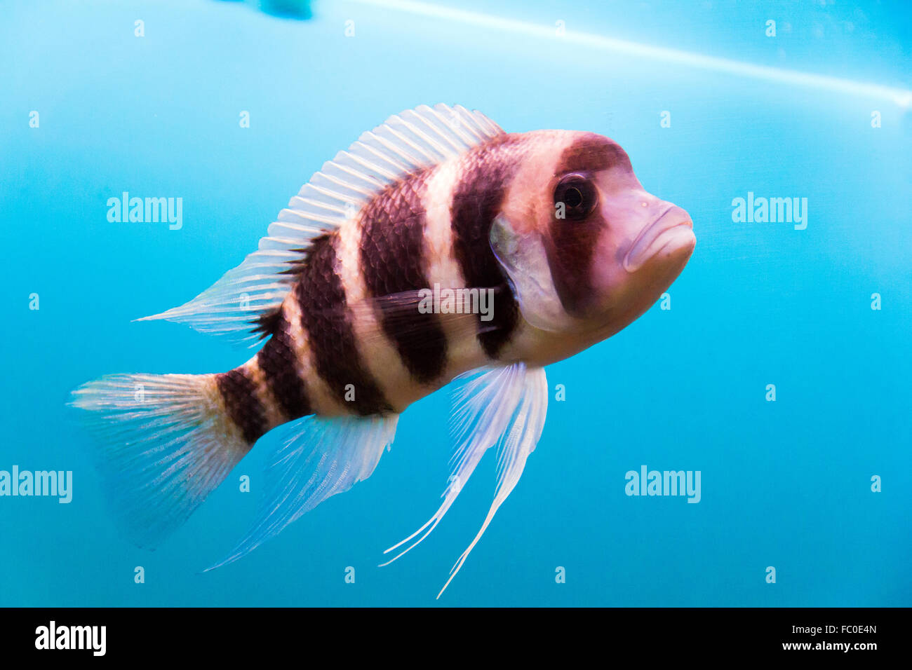 Red Frontosa Cichlid