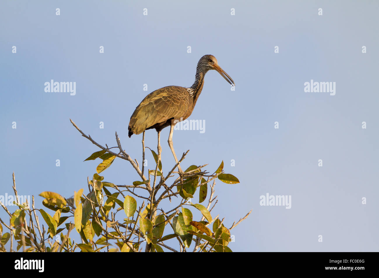 Limpkin hi-res stock photography and images - Alamy