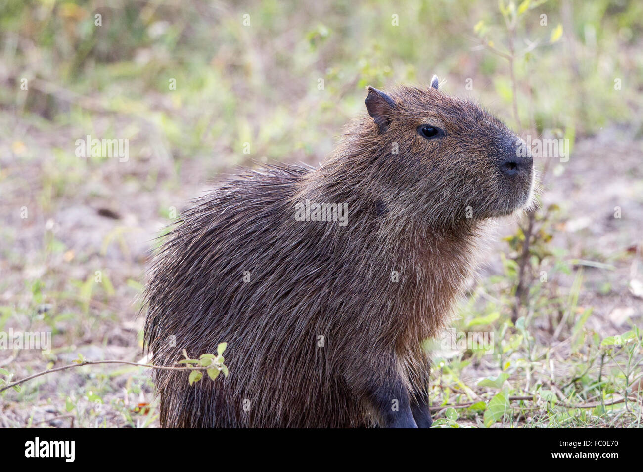 Capybara icon hi-res stock photography and images - Alamy
