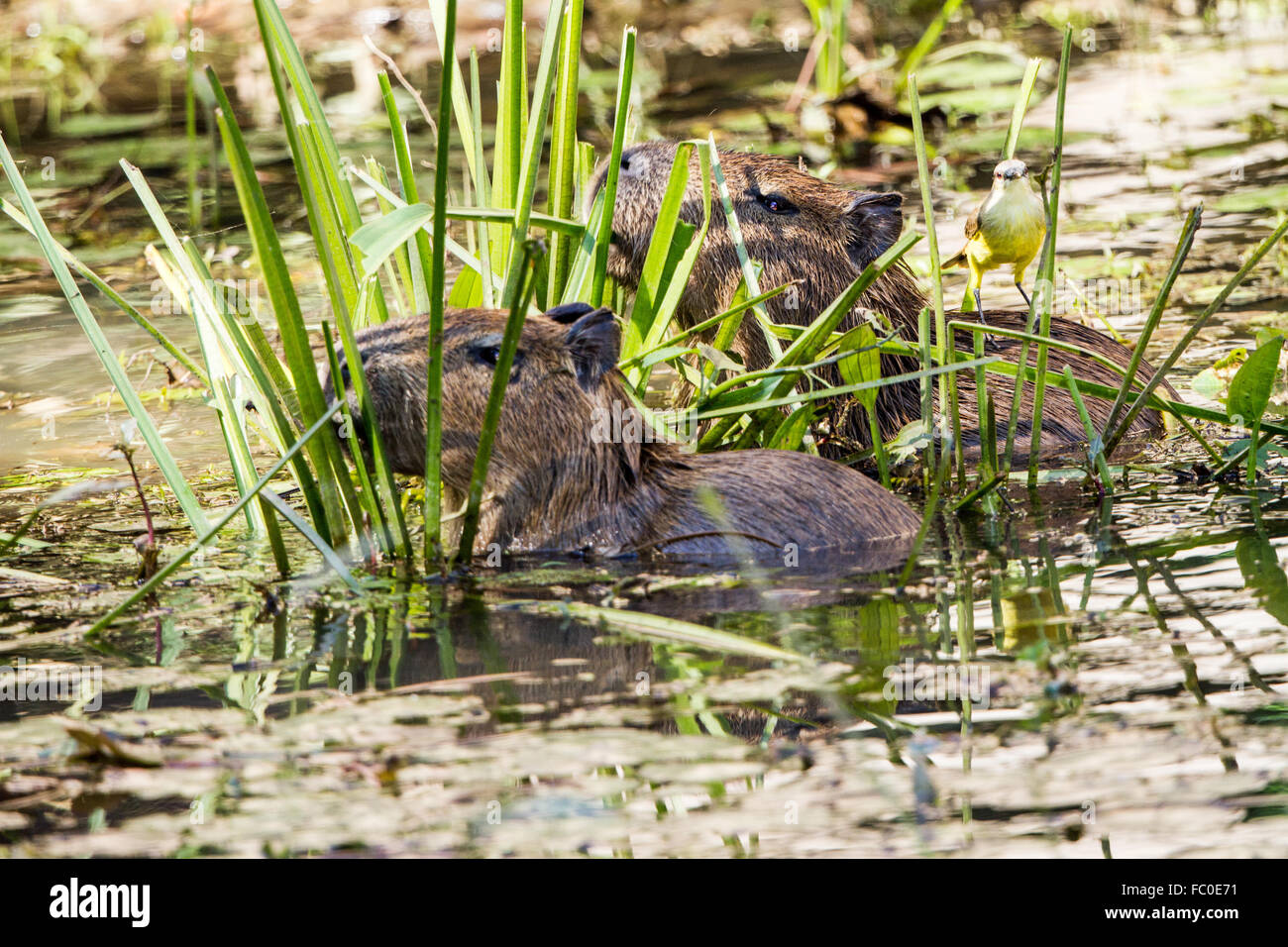 Capybara icon hi-res stock photography and images - Alamy