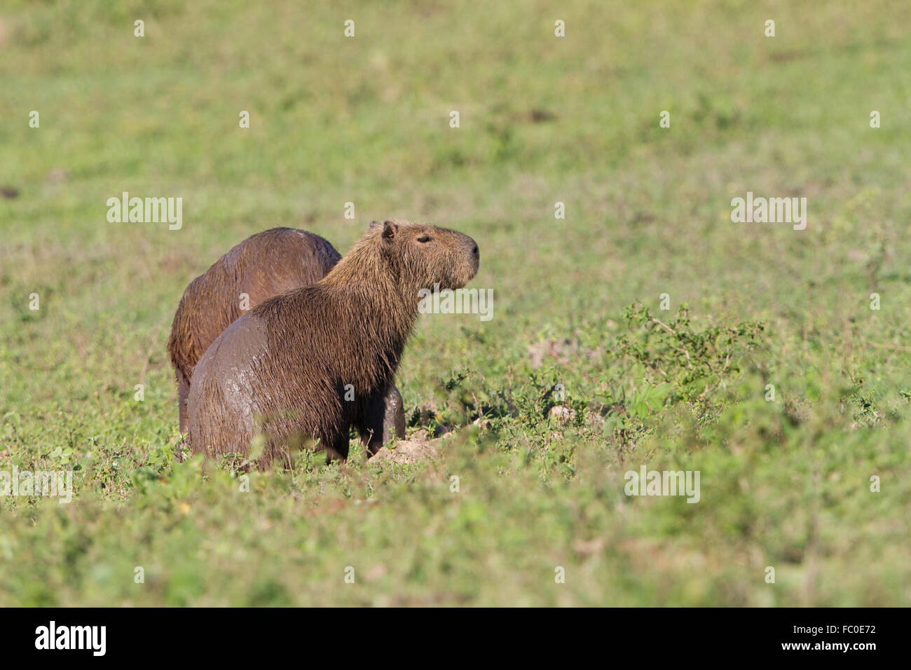 Capibara brasil hi-res stock photography and images - Alamy